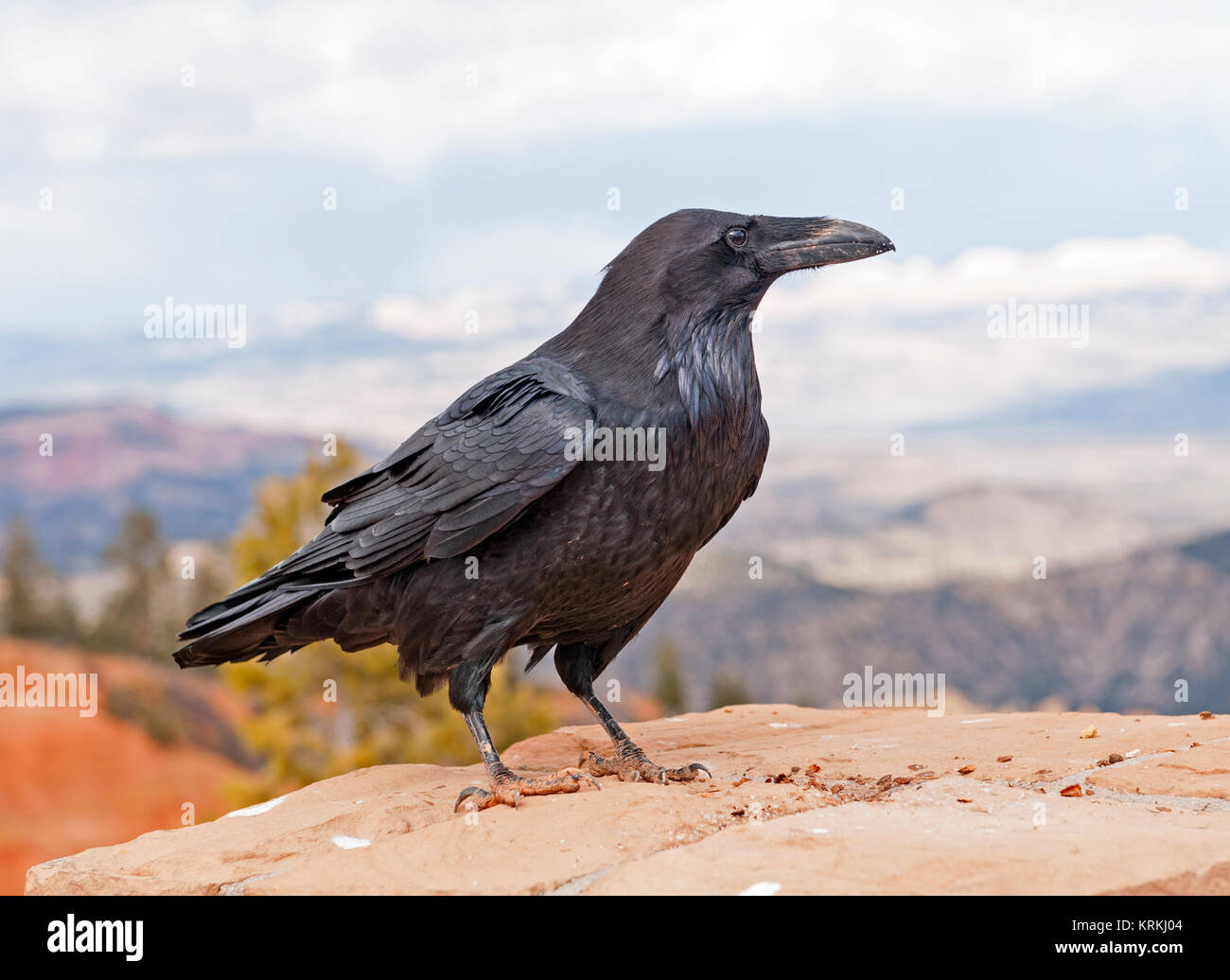Common Raven in Bryce Canyon National Park in Utah Stock Photo - Alamy