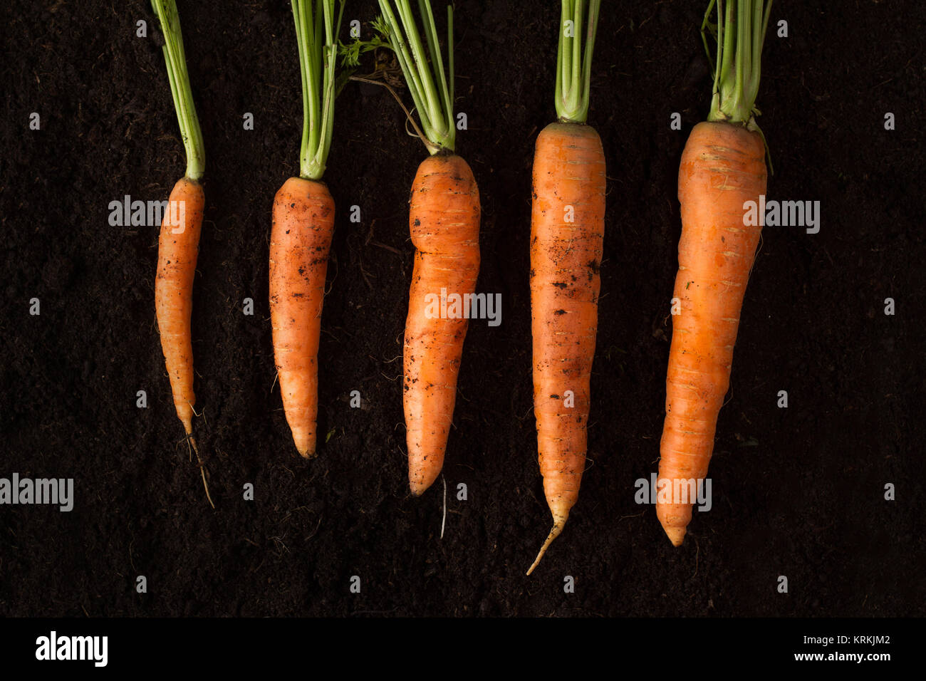 Horizontal photo of fresh carrots on dark soil background texture Stock ...