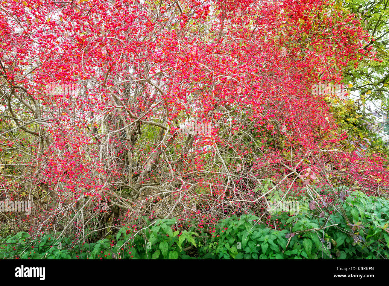euonymus (euonymus europaeus Stock Photo - Alamy