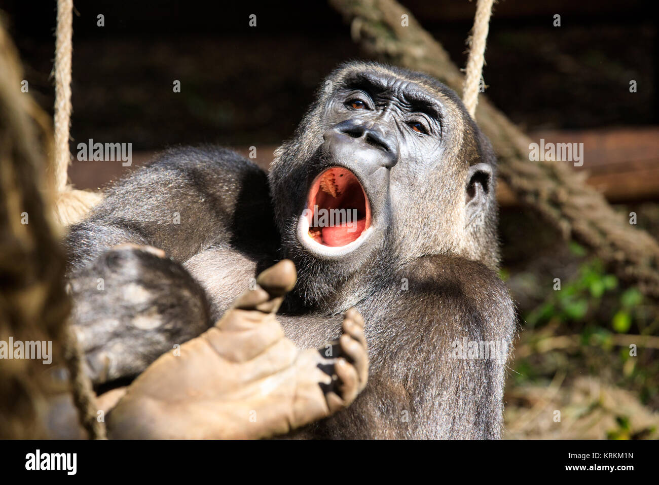 Baby gorilla play hi-res stock photography and images - Alamy