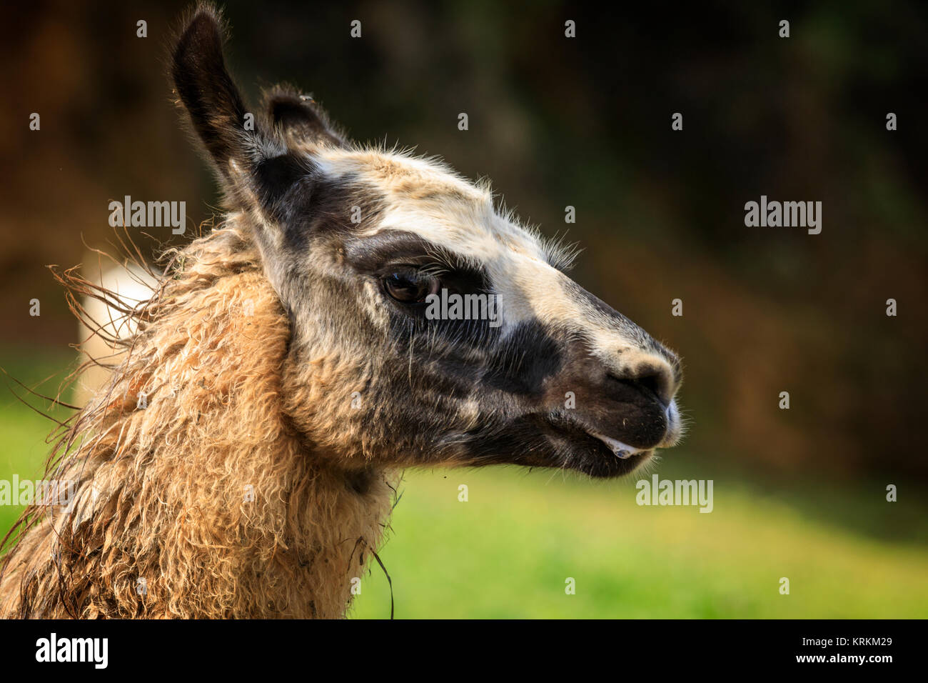 Alpaca in Zoo natural park Stock Photo - Alamy
