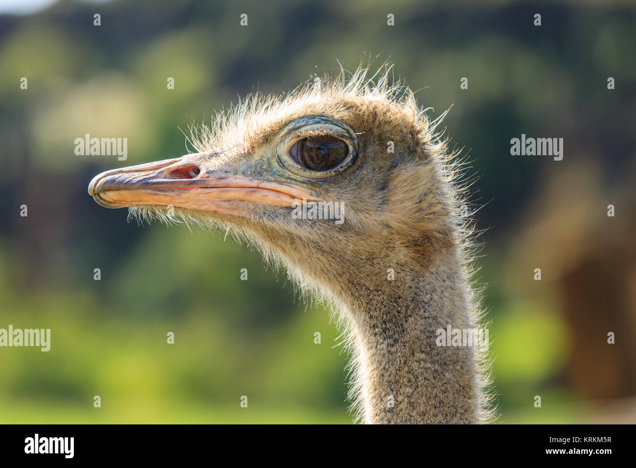 Ostrich in zoo natural park Stock Photo - Alamy