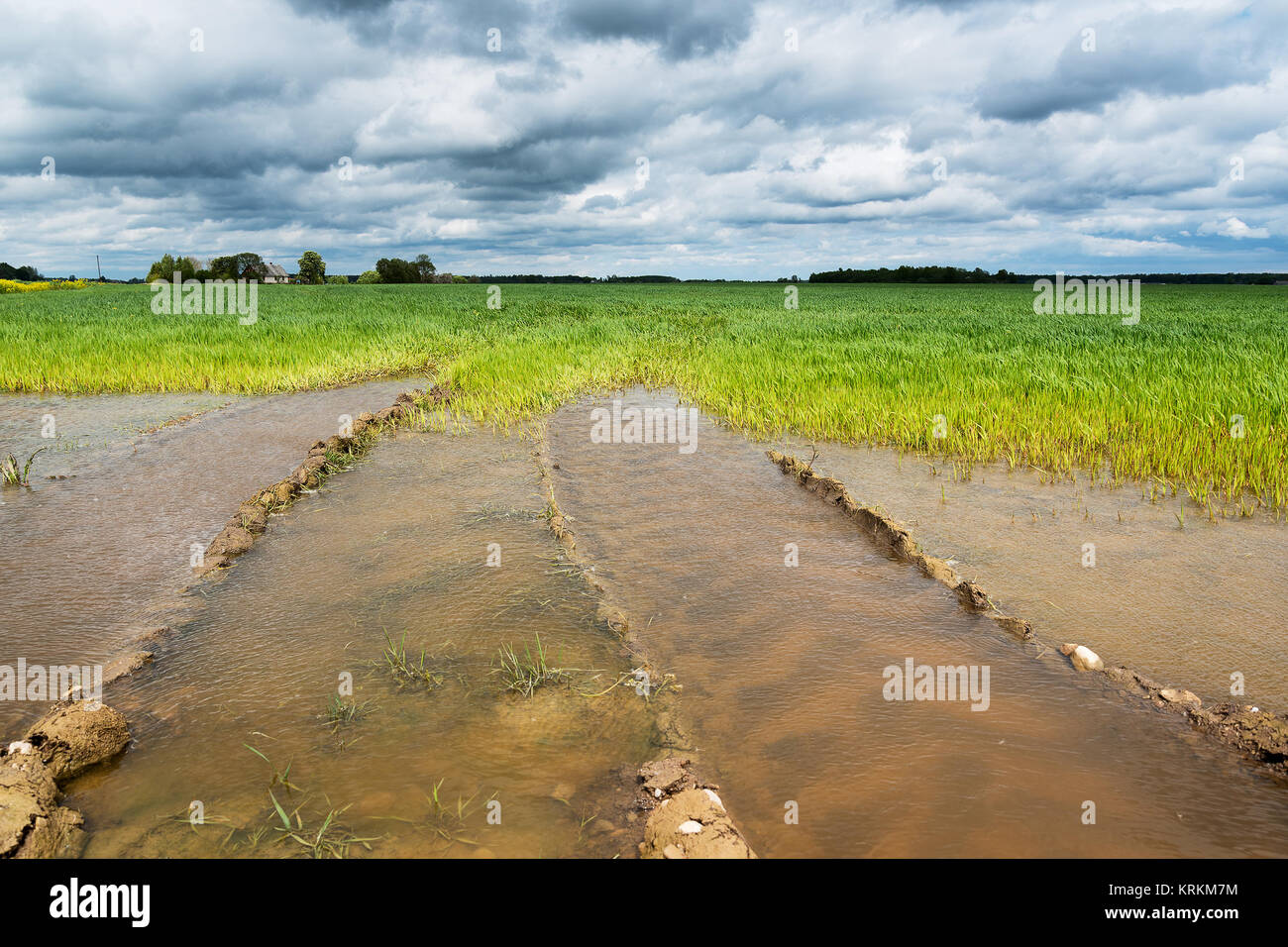 Wet field after heavy rain Stock Photo - Alamy
