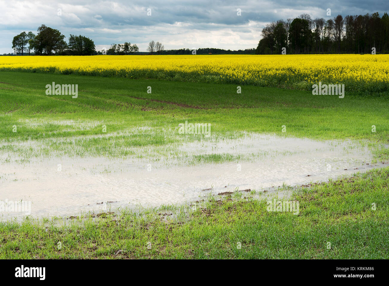 Wet field after heavy rain Stock Photo - Alamy