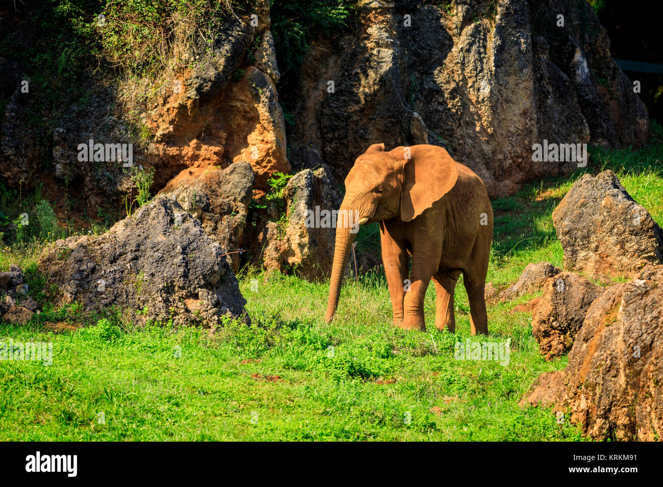 Elephant in zoo natural park Stock Photo - Alamy