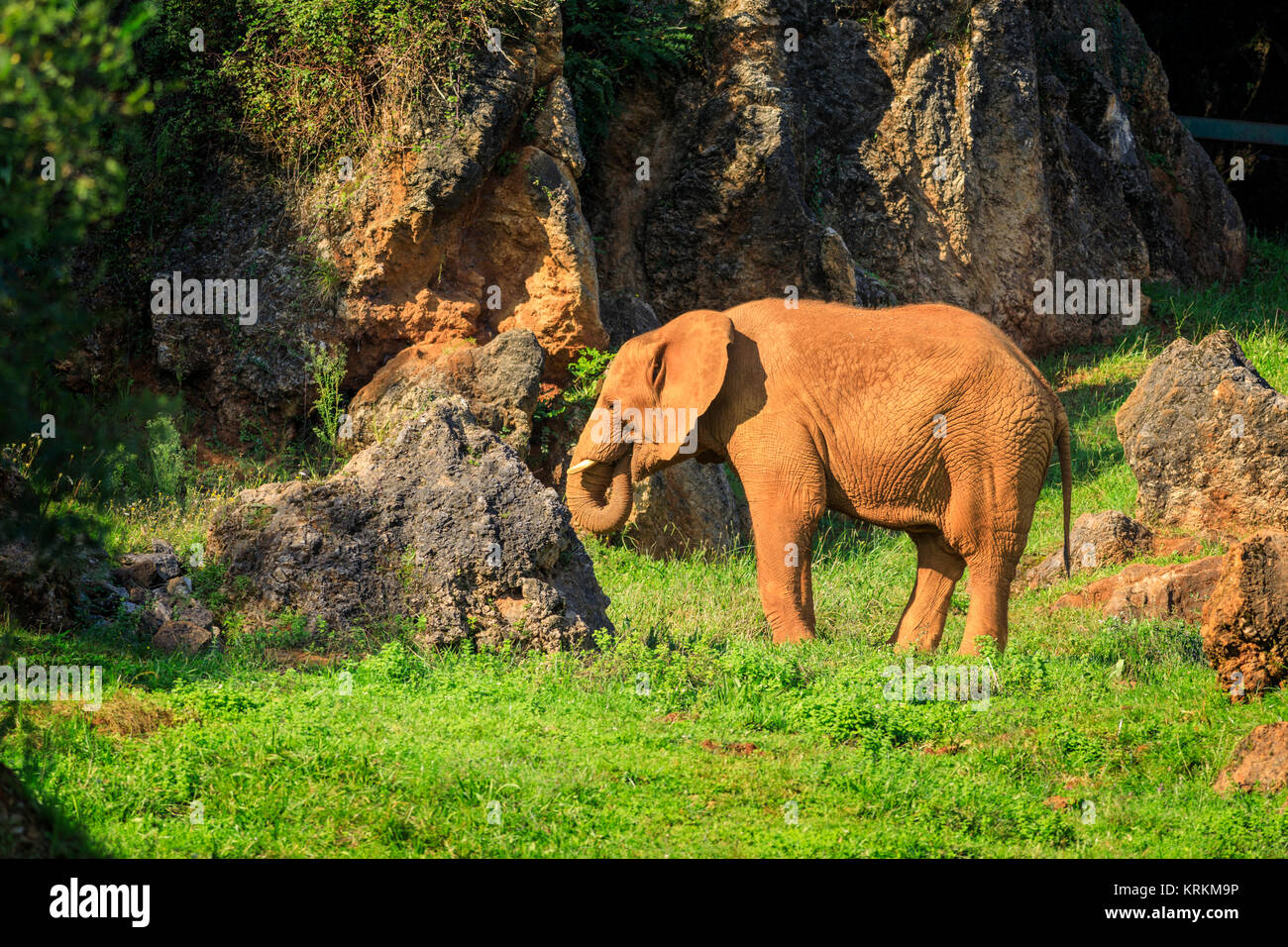 Elephant in zoo natural park Stock Photo - Alamy
