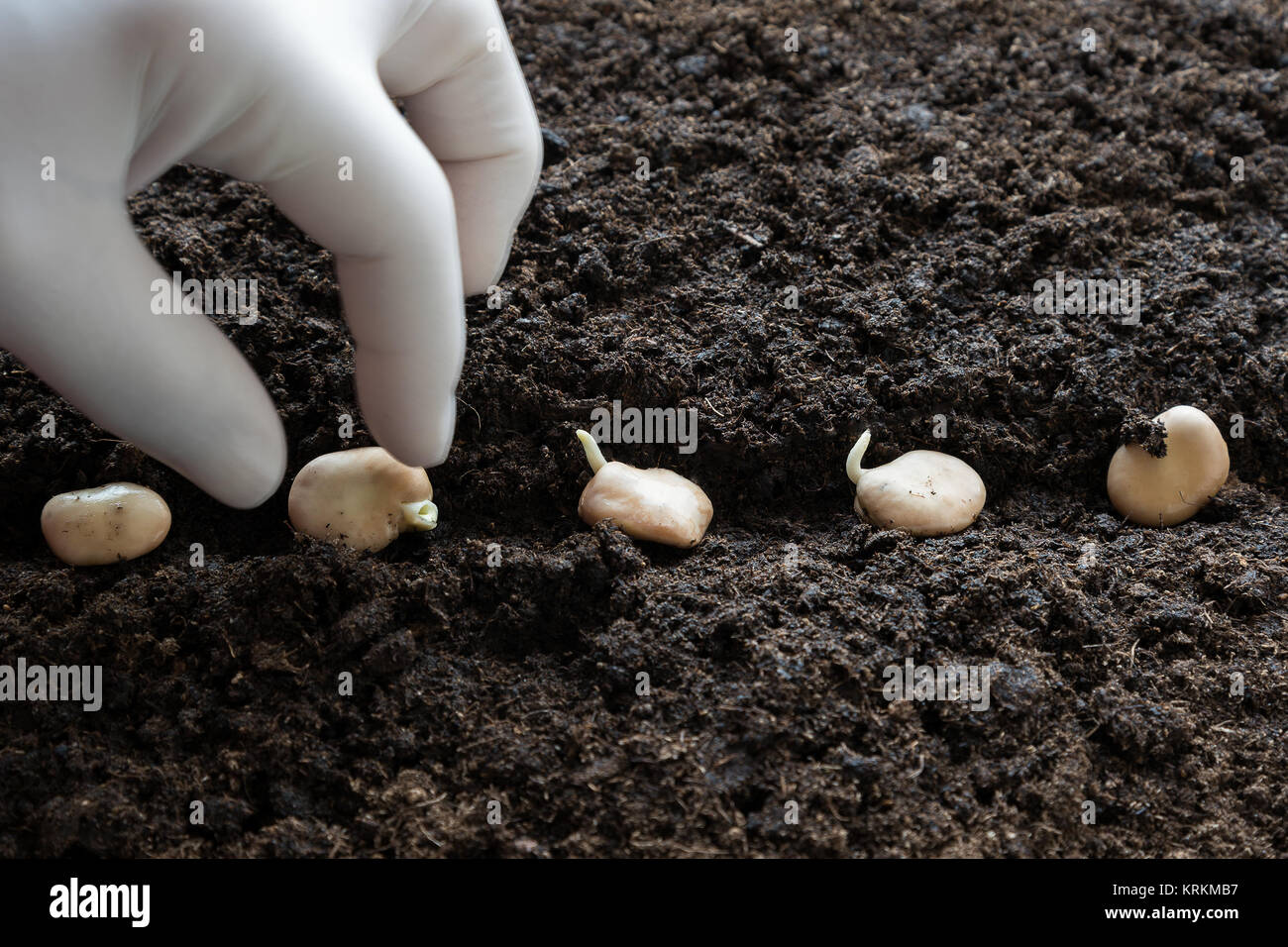 Planting pea germinating pea seeds Stock Photo - Alamy