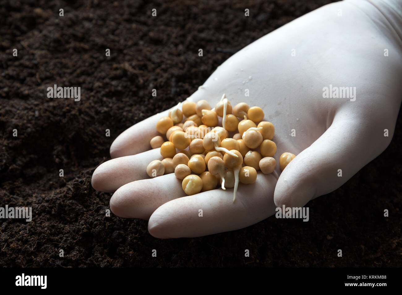 Planting pea germinating pea seeds Stock Photo - Alamy