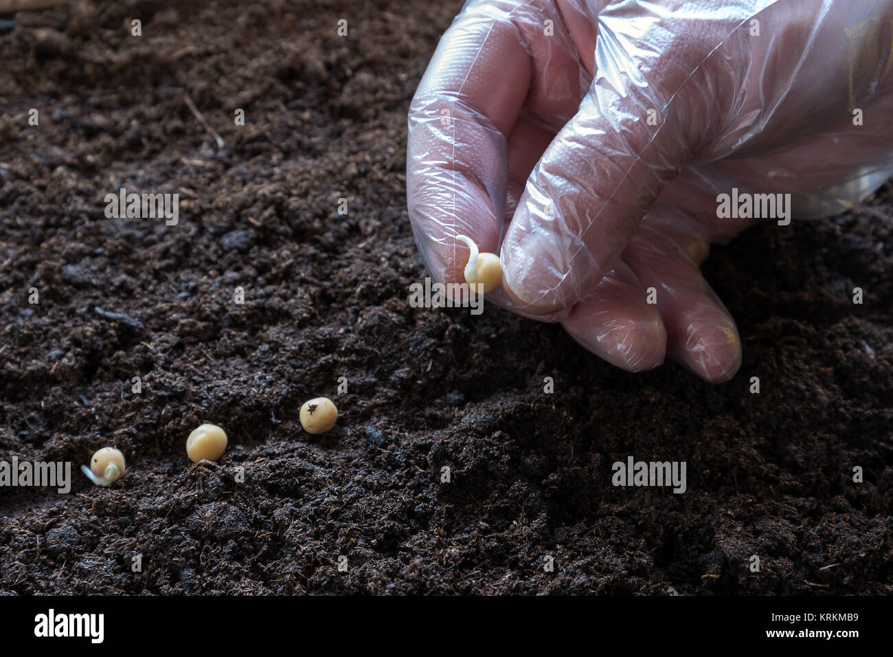Planting pea germinating pea seeds Stock Photo - Alamy