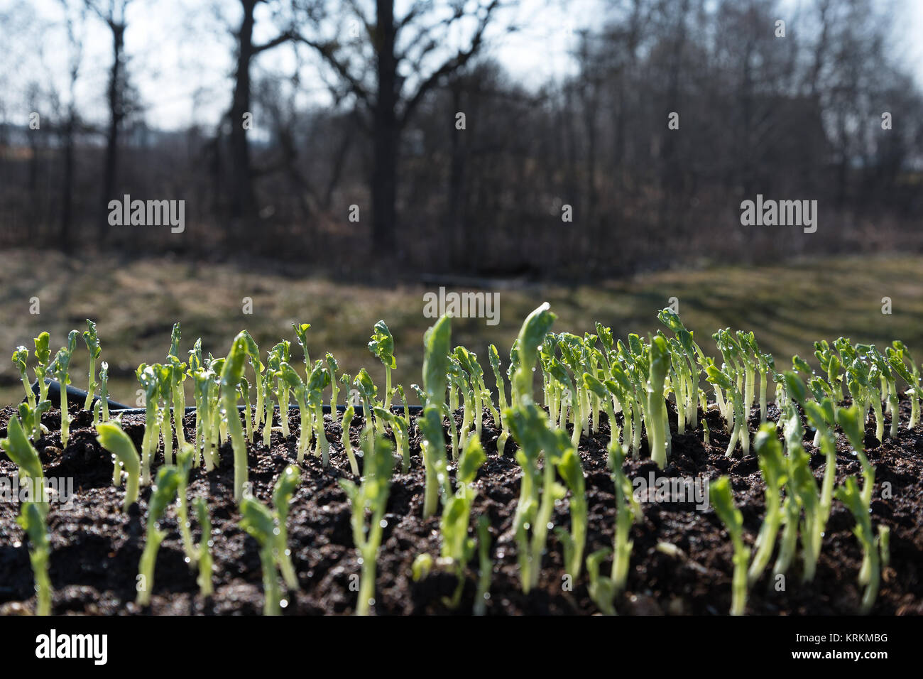 Germination in spring time Stock Photo - Alamy