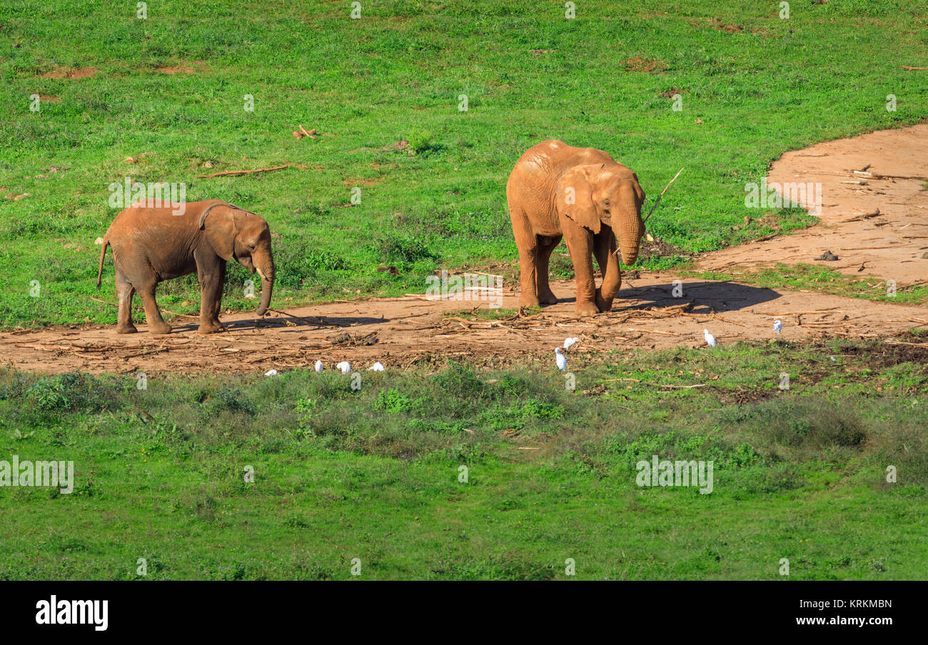 Elephant in zoo natural park Stock Photo - Alamy