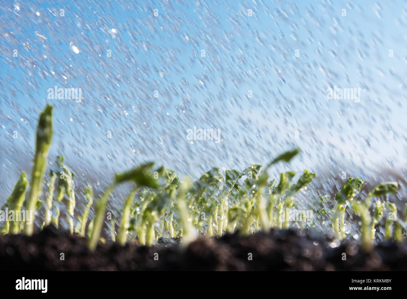 Germination in spring time Stock Photo - Alamy