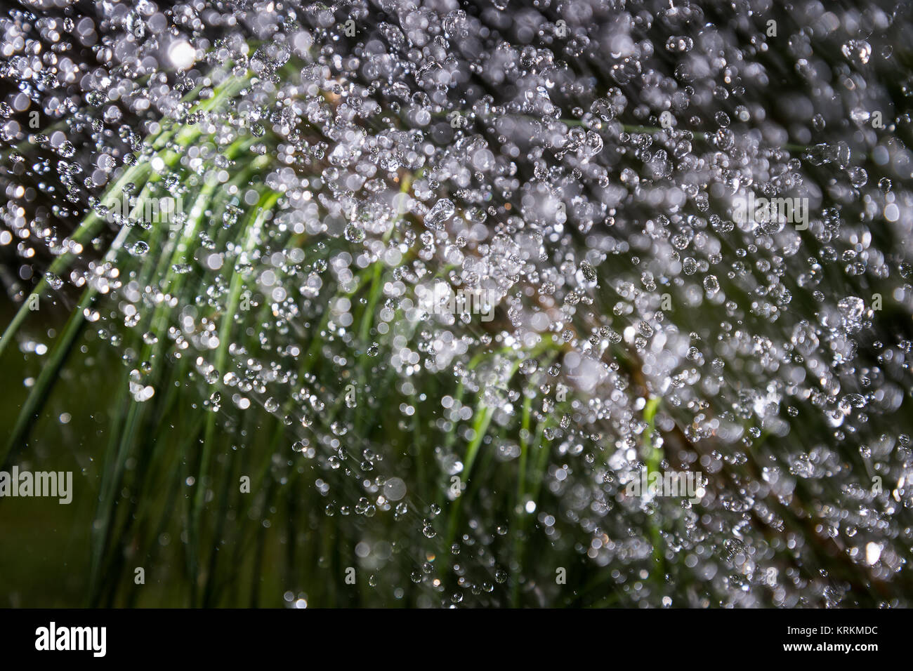 Rainy day in forest hi-res stock photography and images - Alamy