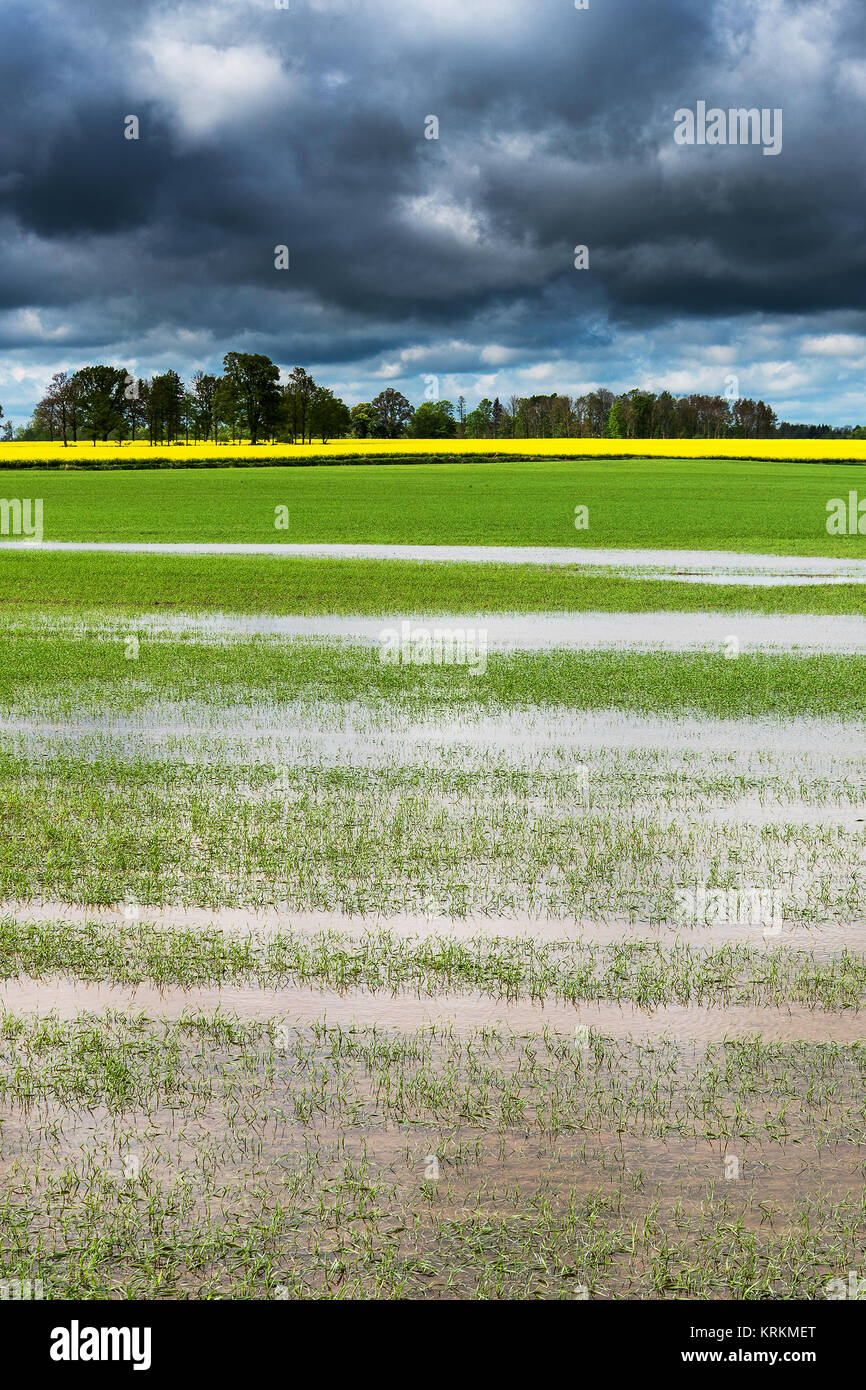 Wet field after heavy rain Stock Photo - Alamy