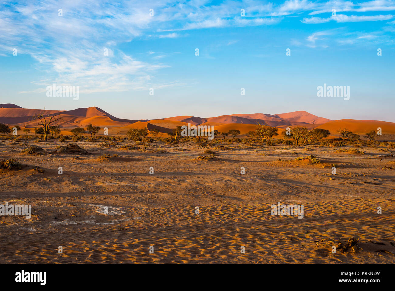 Sand dunes in the Namib desert at dawn, roadtrip in the wonderful Namib ...