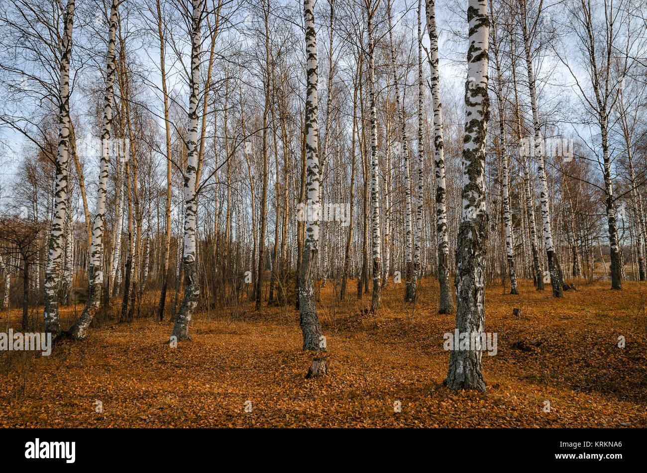 Golden autumn landscape Stock Photo - Alamy