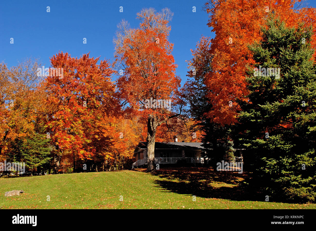Beautiful colored trees in autumn Stock Photo - Alamy