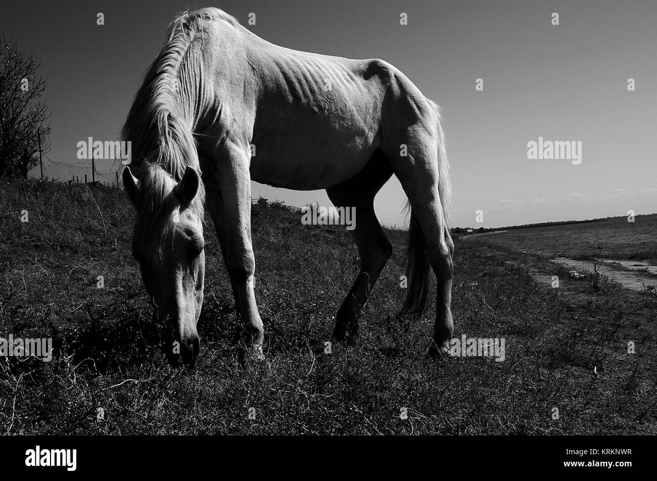 White back legs Black and White Stock Photos & Images - Alamy