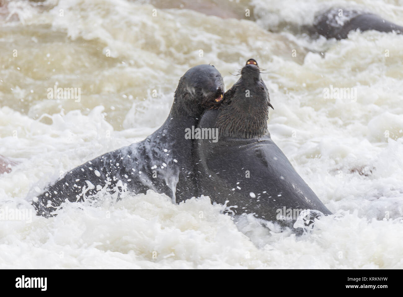 The seal colony at Cape Cross, on the atlantic coast of Namibia, Africa ...