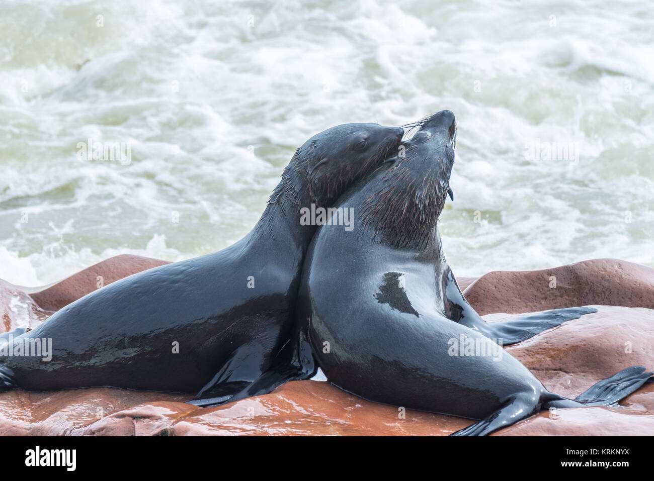The seal colony at Cape Cross, on the atlantic coast of Namibia, Africa ...