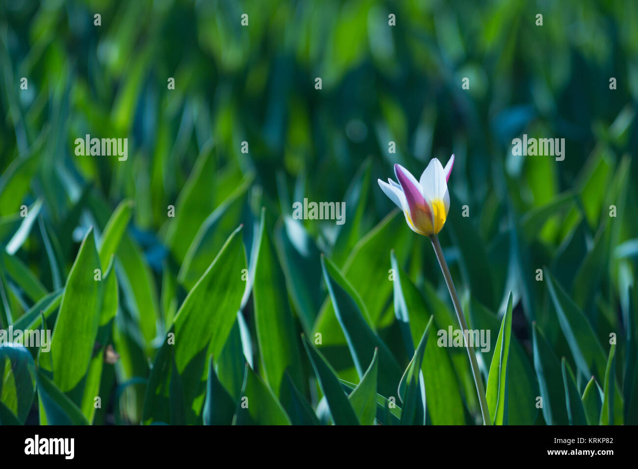 Dissolved flower hi-res stock photography and images - Alamy