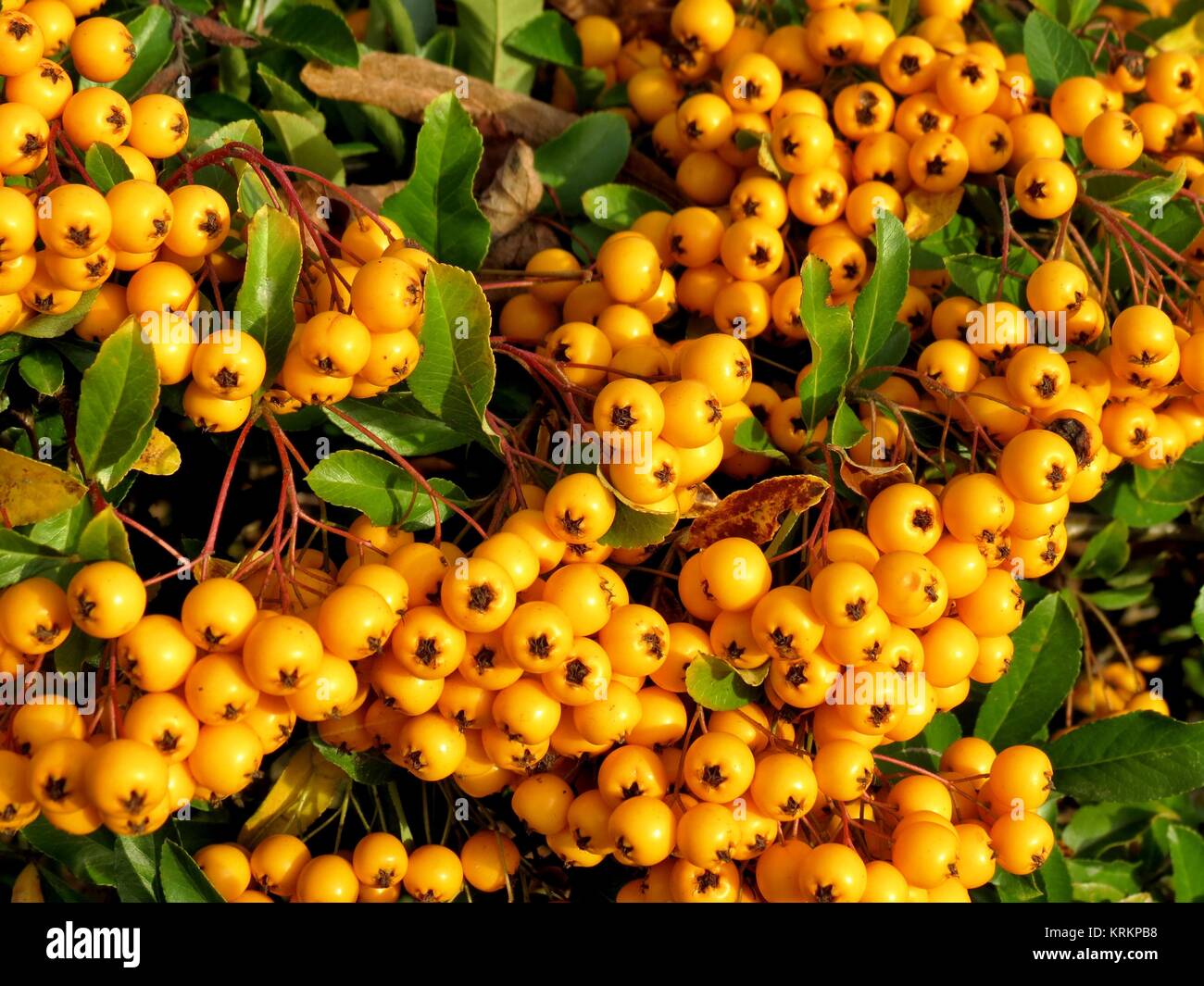 berries on fire bush Stock Photo - Alamy