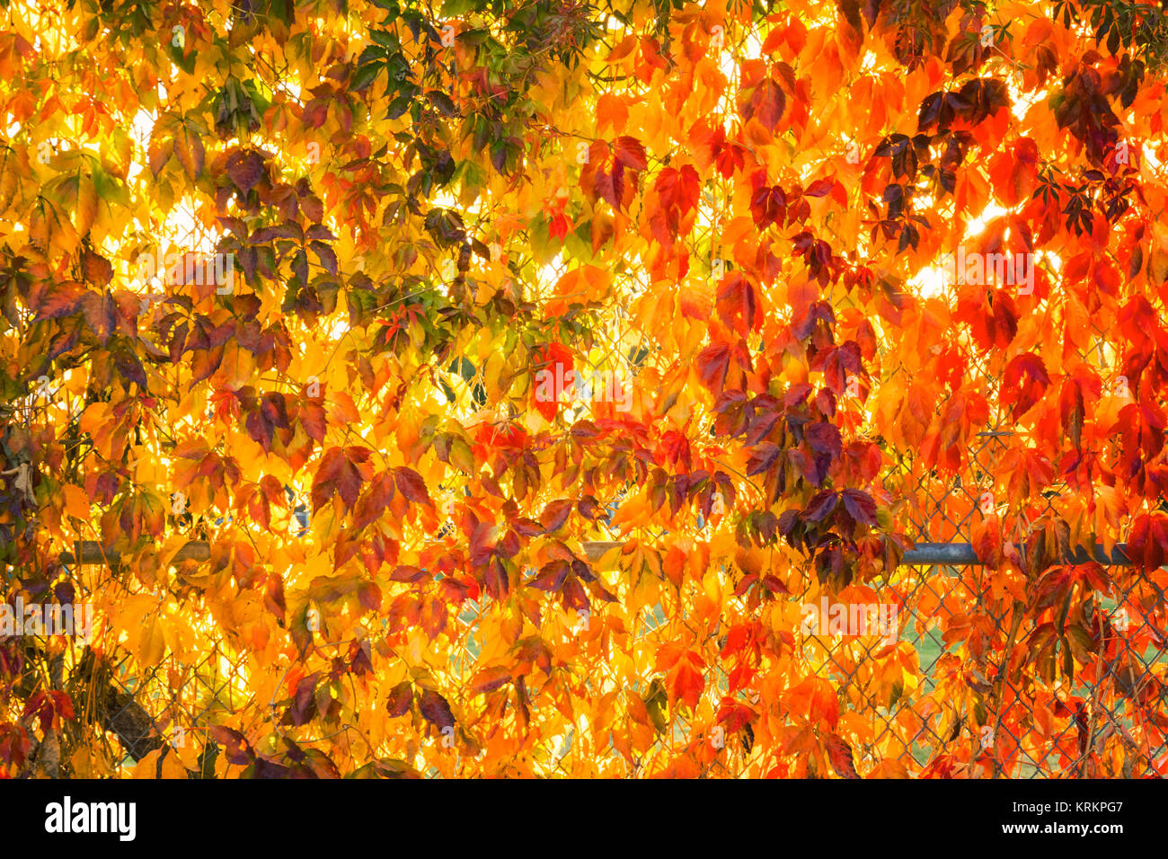 Colorful autumn leaves Stock Photo - Alamy