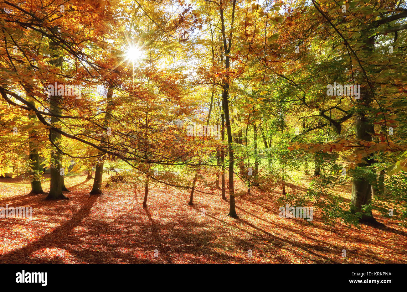 in autumn light Stock Photo - Alamy