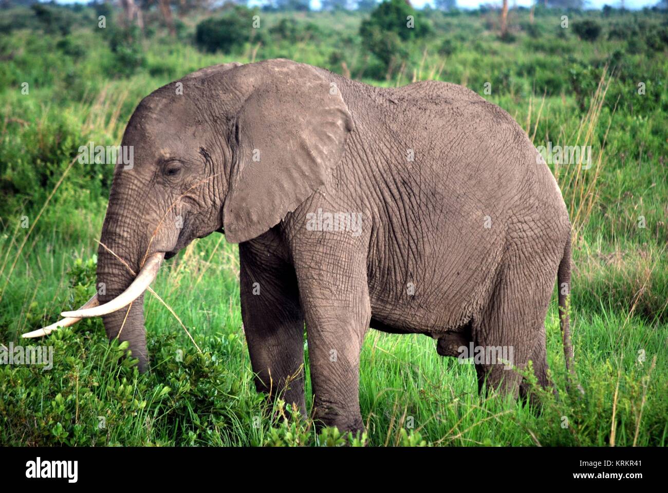 Baby elephant african isolated hi-res stock photography and images - Alamy