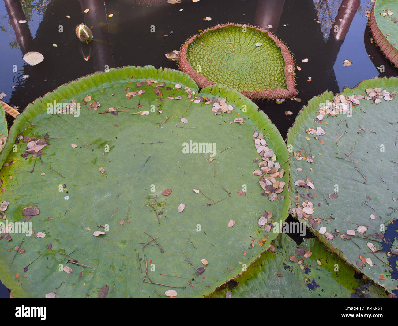 Green giant water lily pads hi-res stock photography and images - Alamy