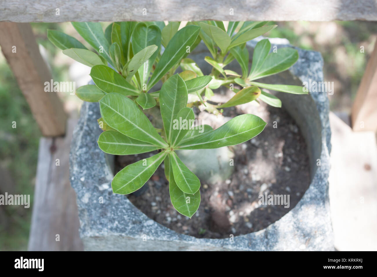 Top view of green plant in stone pot Stock Photo - Alamy