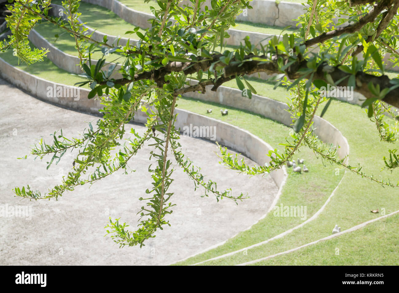 Tree brance in the park Stock Photo - Alamy