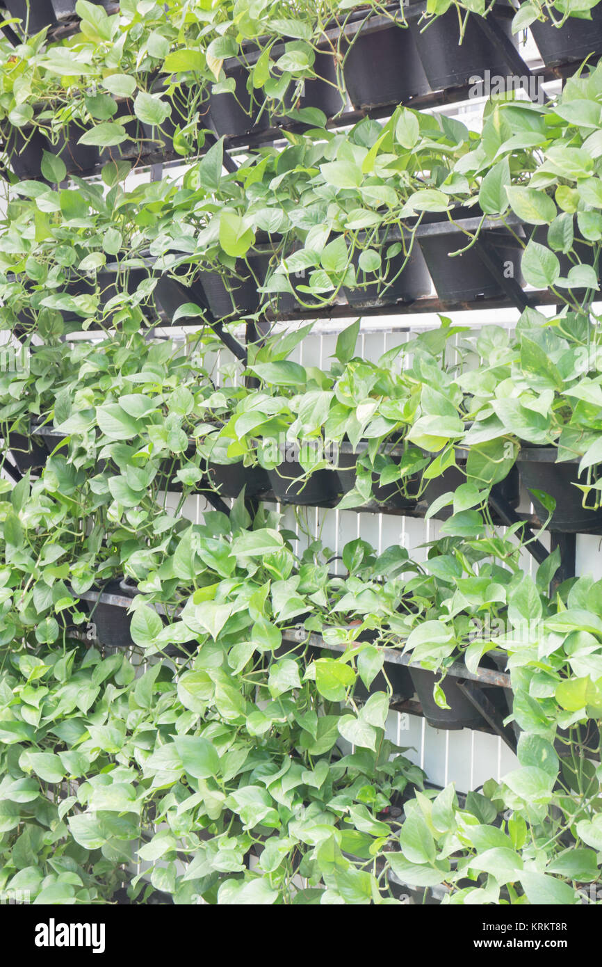 Exterior vertical green leaves garden Stock Photo - Alamy