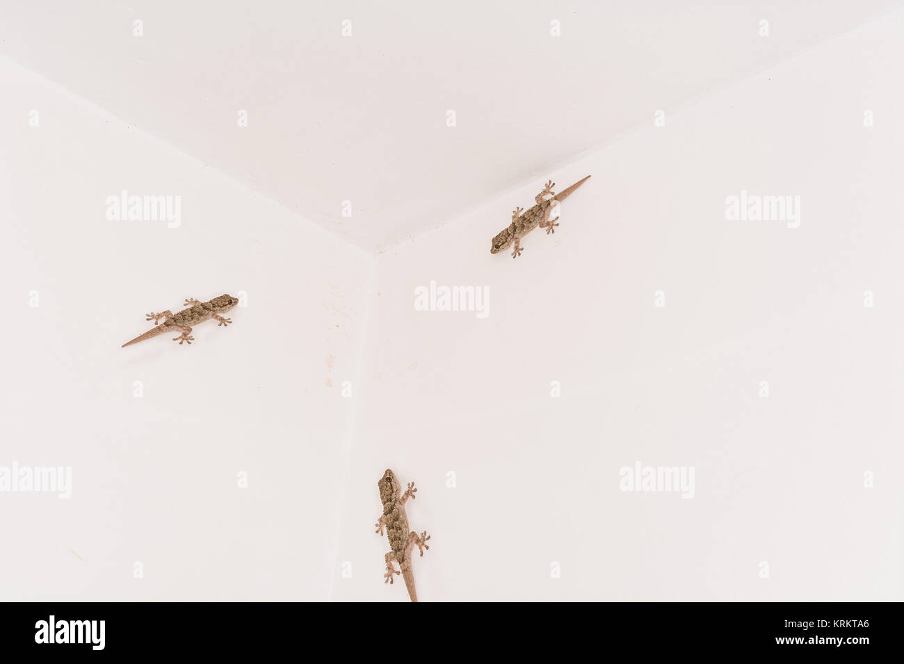 Gekko gecko tongue hi-res stock photography and images - Alamy