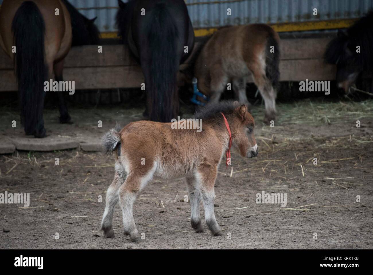 Miniature shetland pony horse tiny hi-res stock photography and images ...