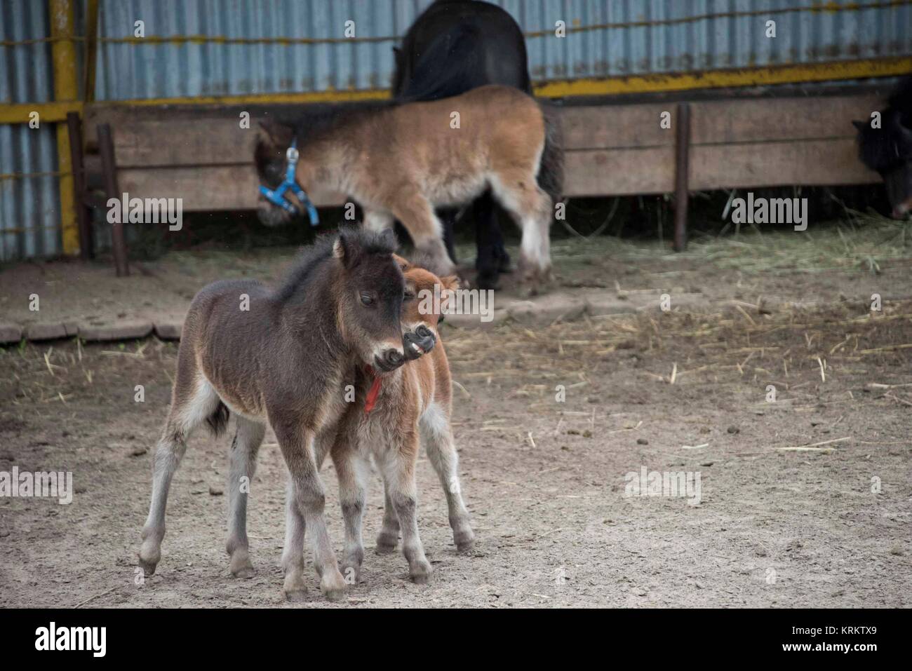 Miniature Horse in the farm Stock Photo - Alamy