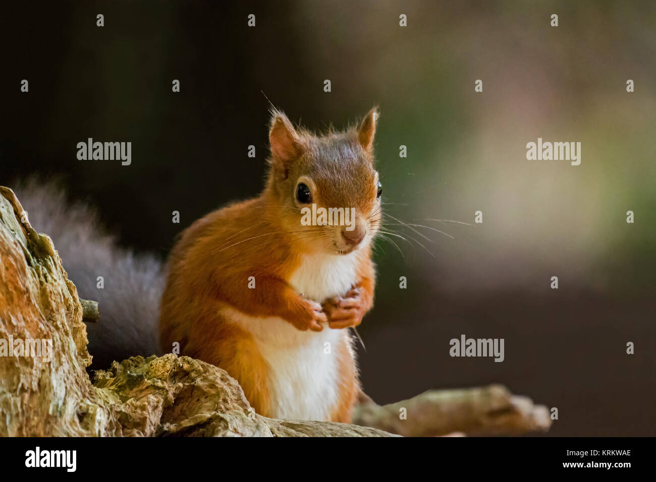 Red Squirrel with Paws Up Stock Photo - Alamy