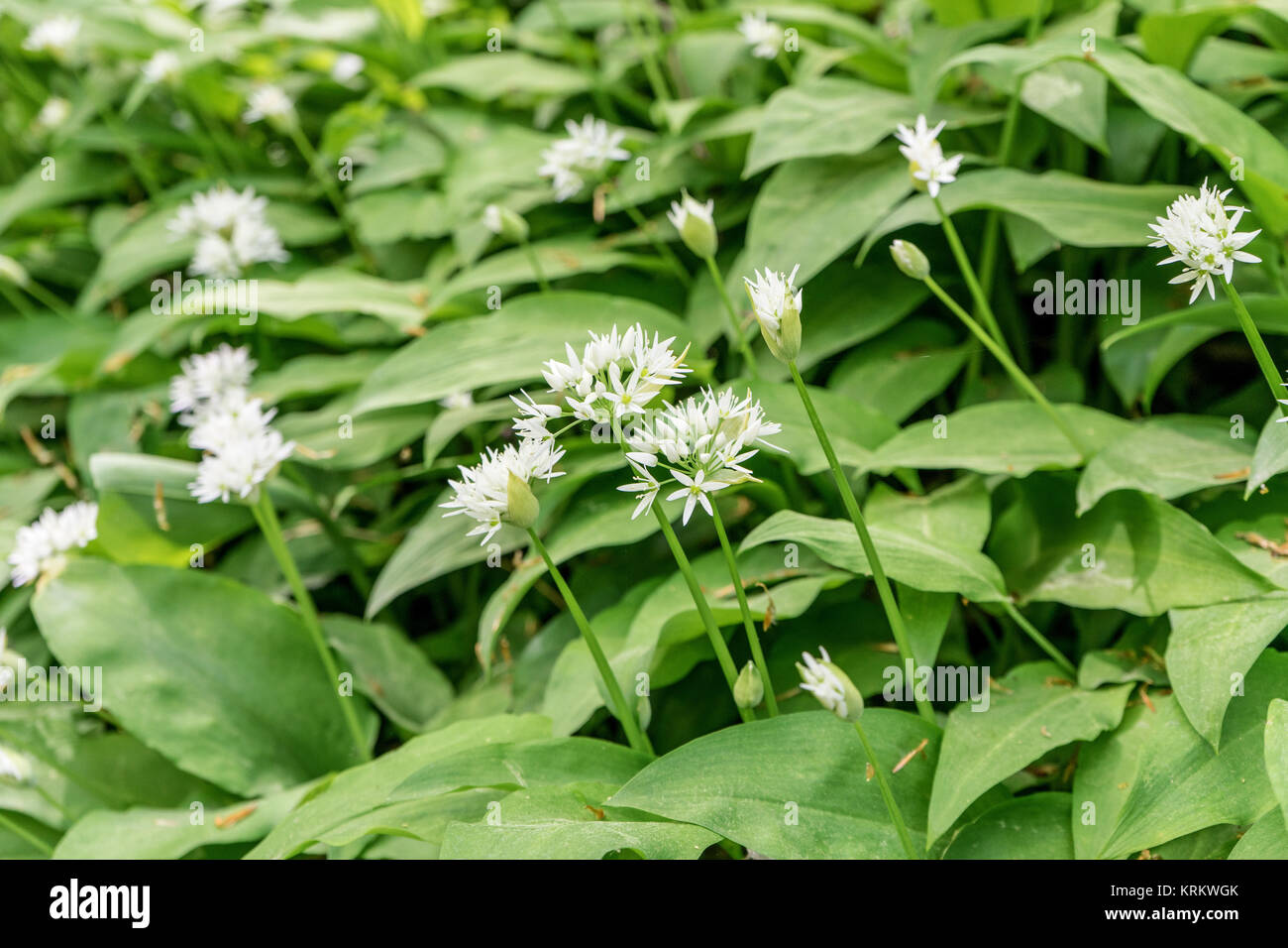 white flowering wild garlic Stock Photo - Alamy
