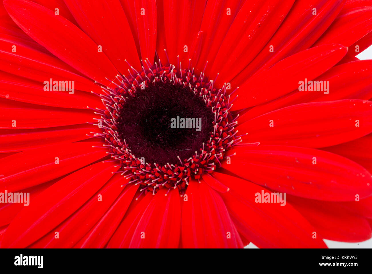 red gerbera daisy flower Stock Photo - Alamy