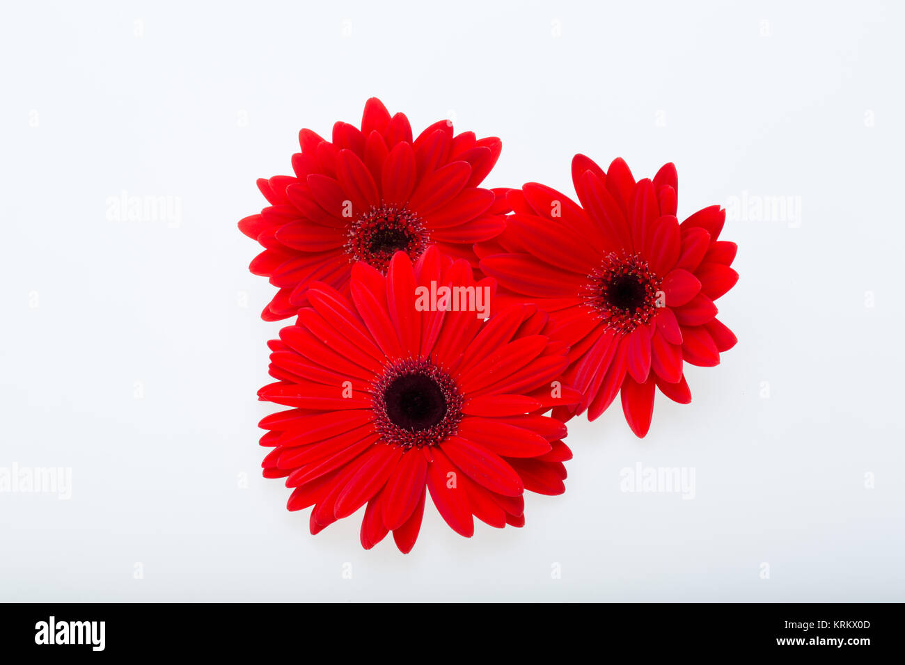 red gerbera daisy flower Stock Photo - Alamy