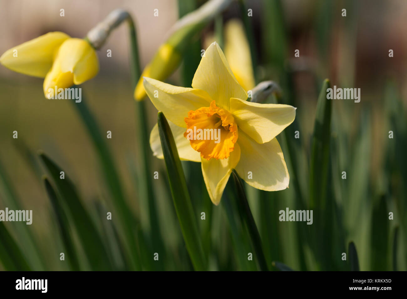 beautiful yellow daffodils in spring time Stock Photo - Alamy