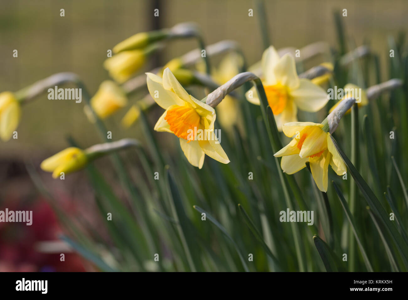 beautiful yellow daffodils in spring time Stock Photo - Alamy