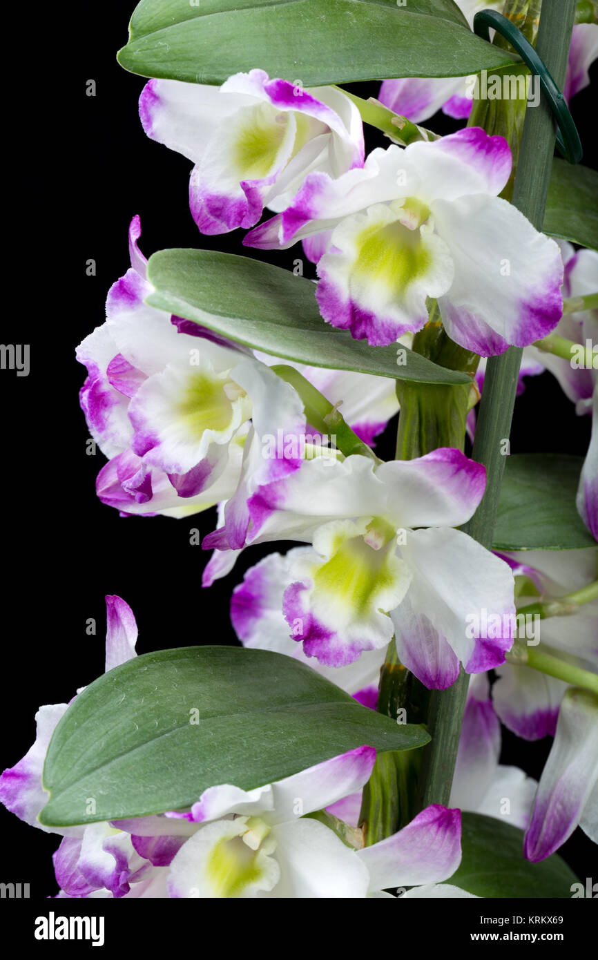 Dendrobium Orchid hybrids. Isolated on black Stock Photo - Alamy
