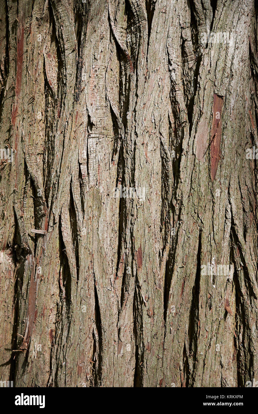 Bald cypress tree bark hi-res stock photography and images - Alamy