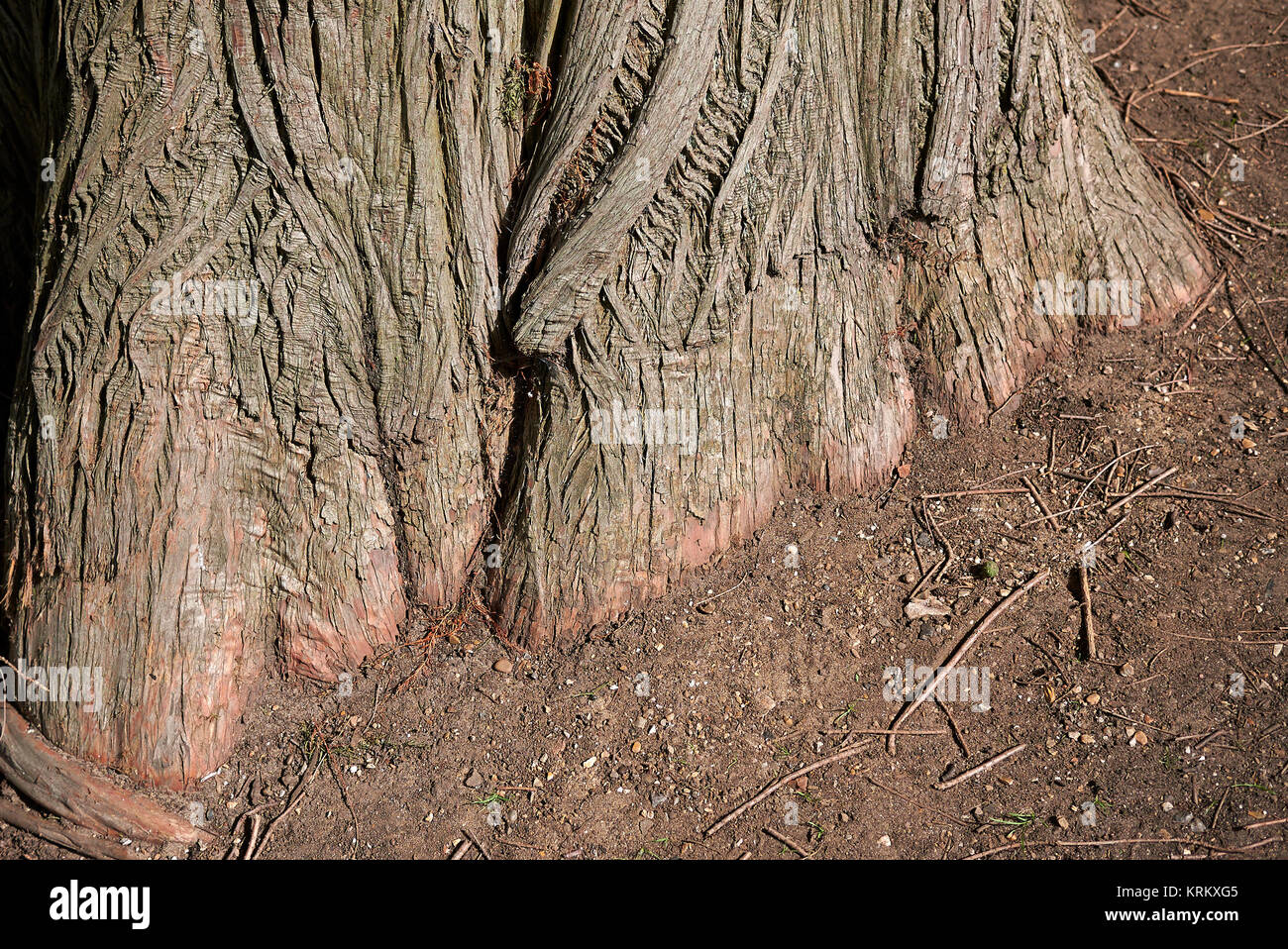 Bald cypress tree bark hi-res stock photography and images - Alamy
