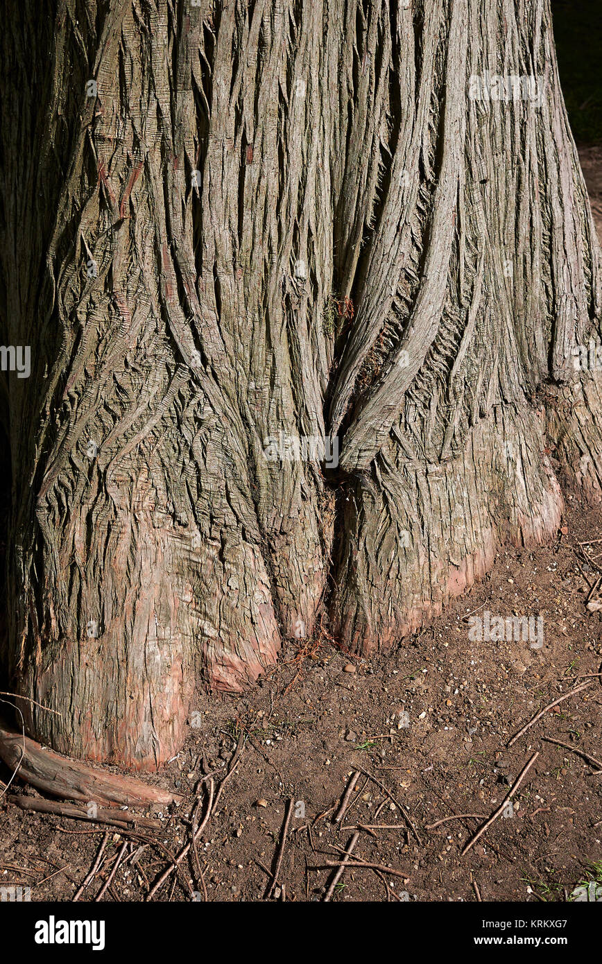 Bald cypress tree bark hi-res stock photography and images - Alamy