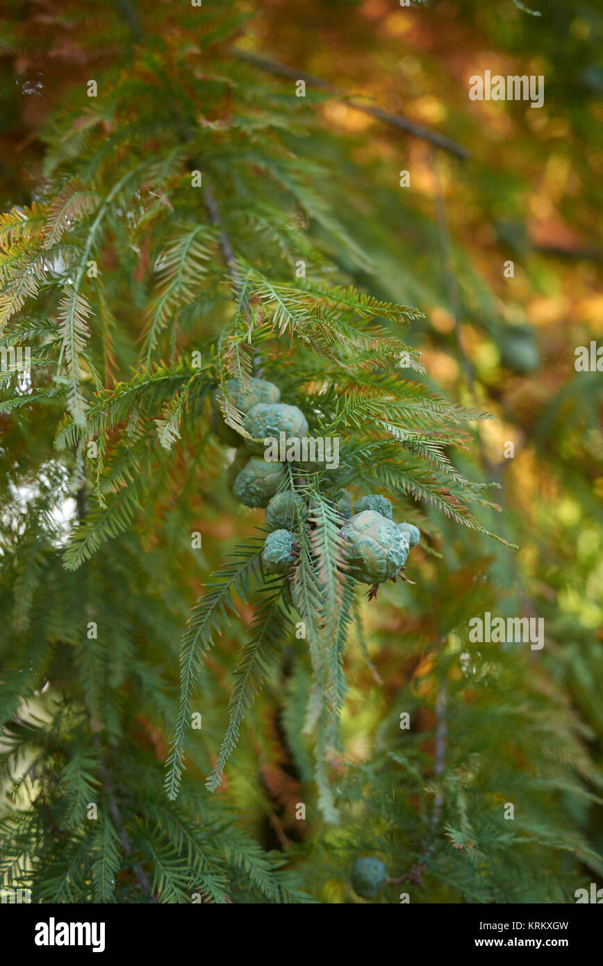 Taxodium distichum cones hi-res stock photography and images - Alamy