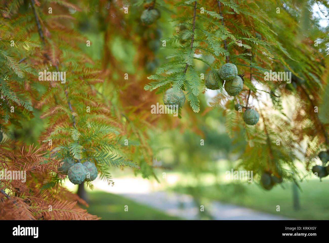 Taxodium distichum cones hi-res stock photography and images - Alamy
