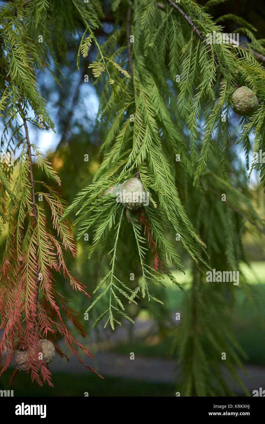 Taxodium distichum cones hi-res stock photography and images - Alamy