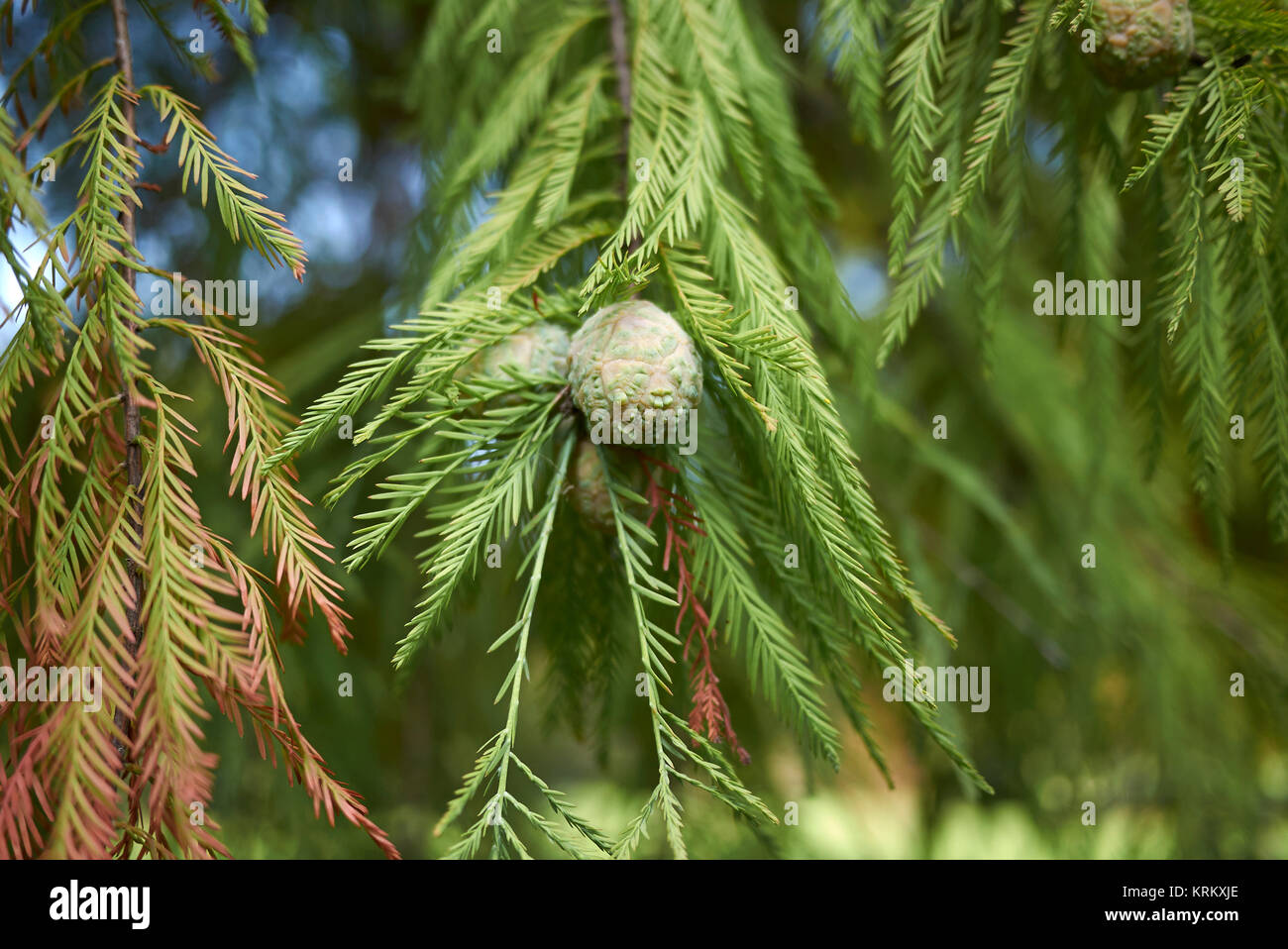 Taxodium distichum cones hi-res stock photography and images - Alamy